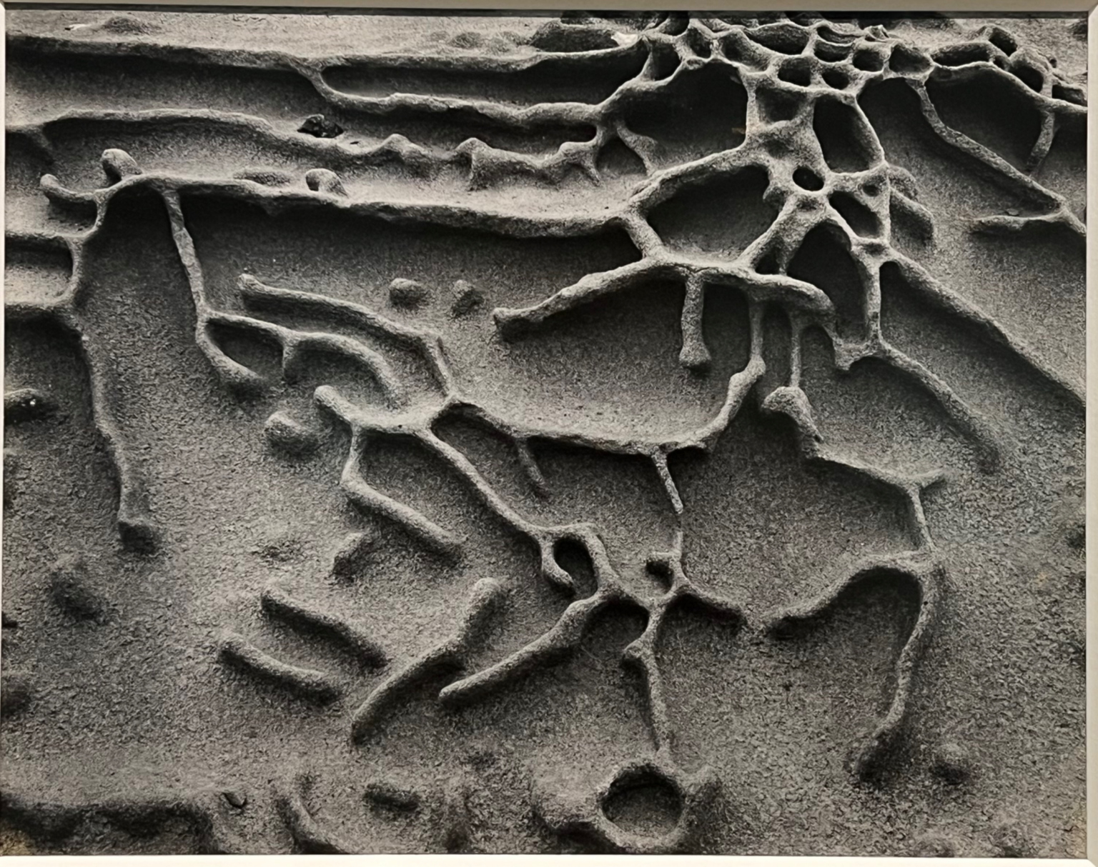 Edward Weston, Erosion du grès, Point Lobos, 1942 – Paris Art Now