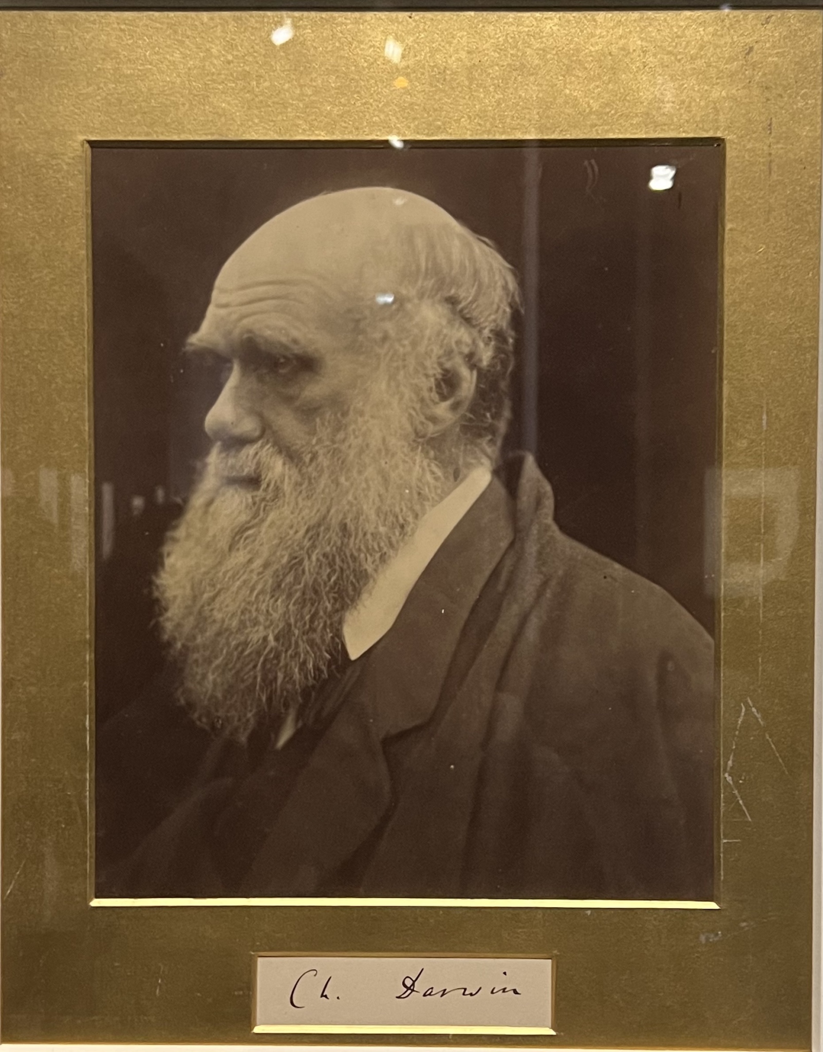 Julia Margaret Cameron, Charles Darwin, 1868 – Paris Art Now