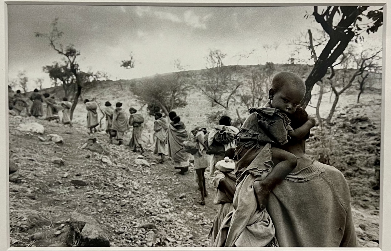 Sebastiao Salgado, Tigre (Ethiopie), 1985 – Paris Art Now